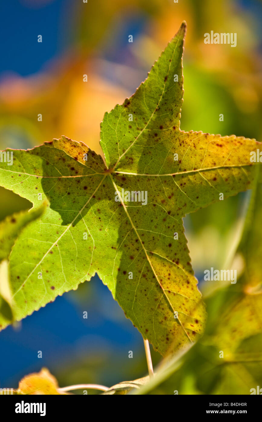 beautiful autumn colors of leaves Stock Photo - Alamy