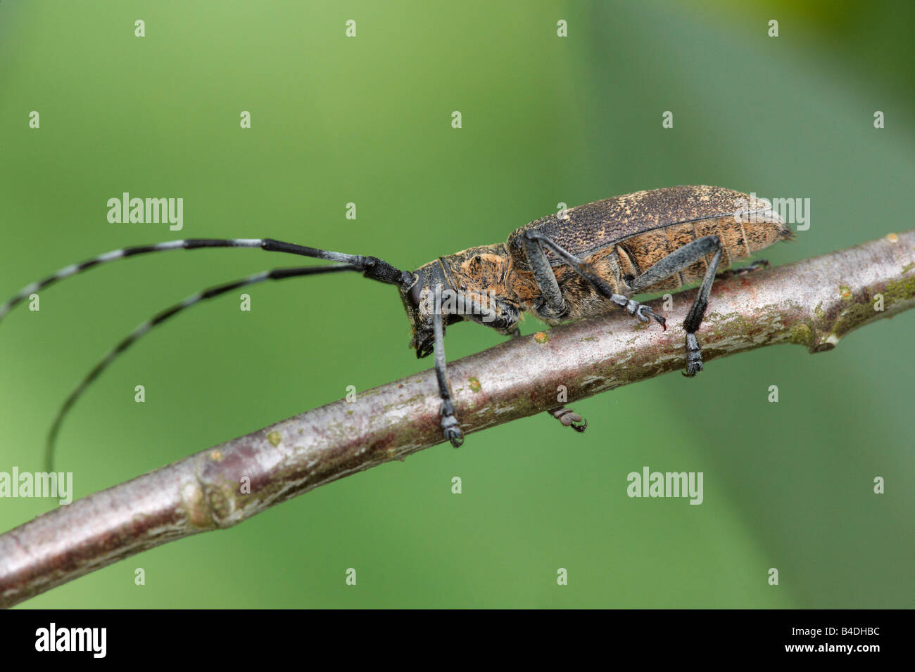 Thistle longhorn beetle on a twig Stock Photo - Alamy