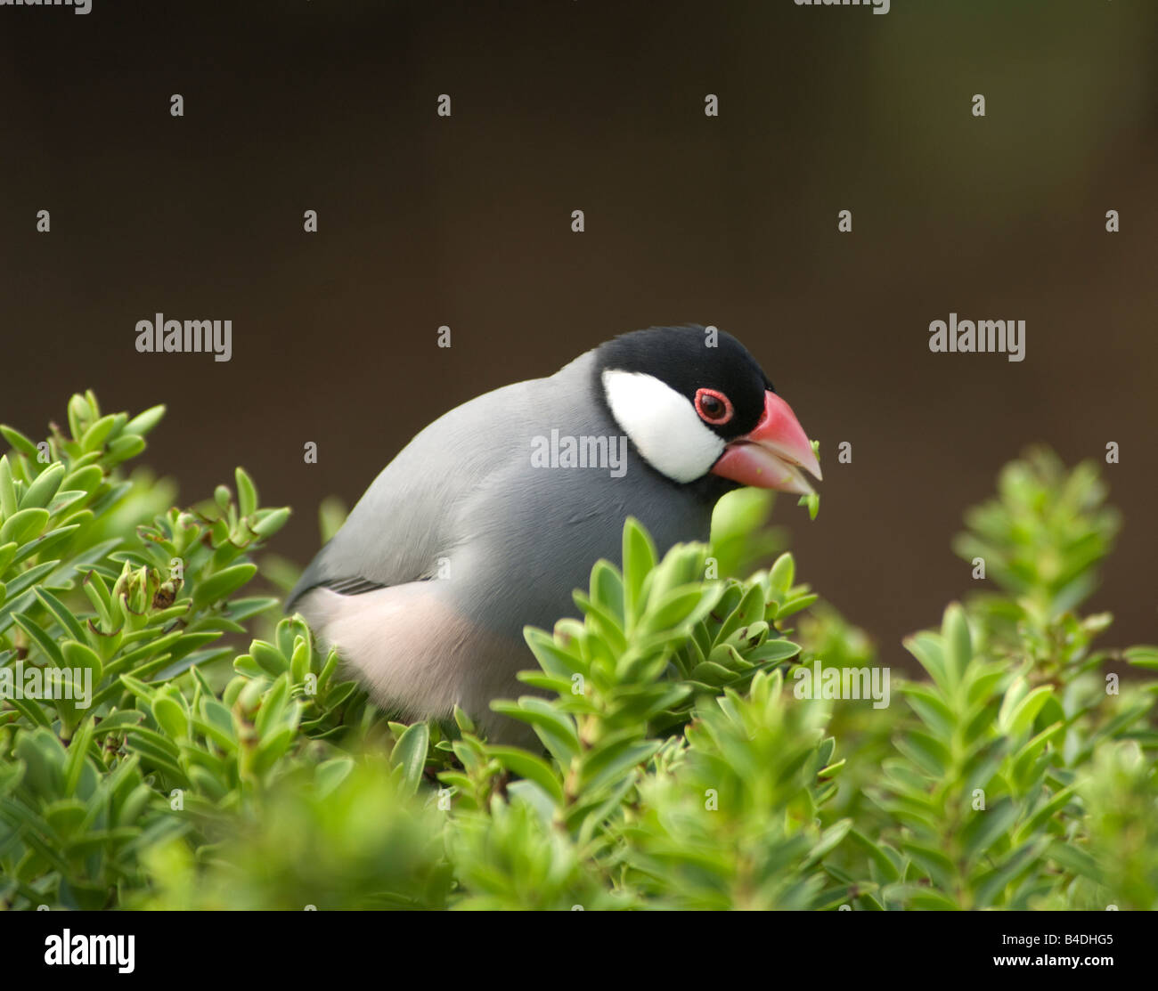 Java Sparrow Padda oryzivora Captive Stock Photo - Alamy