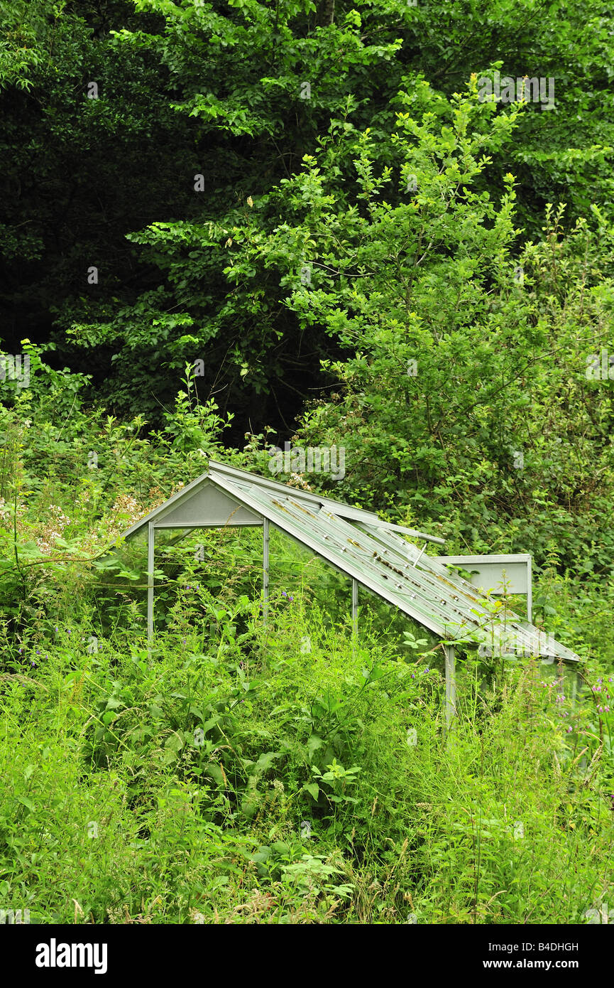 An abandoned greenhouse overgrown with brambles and other weeds Stock ...