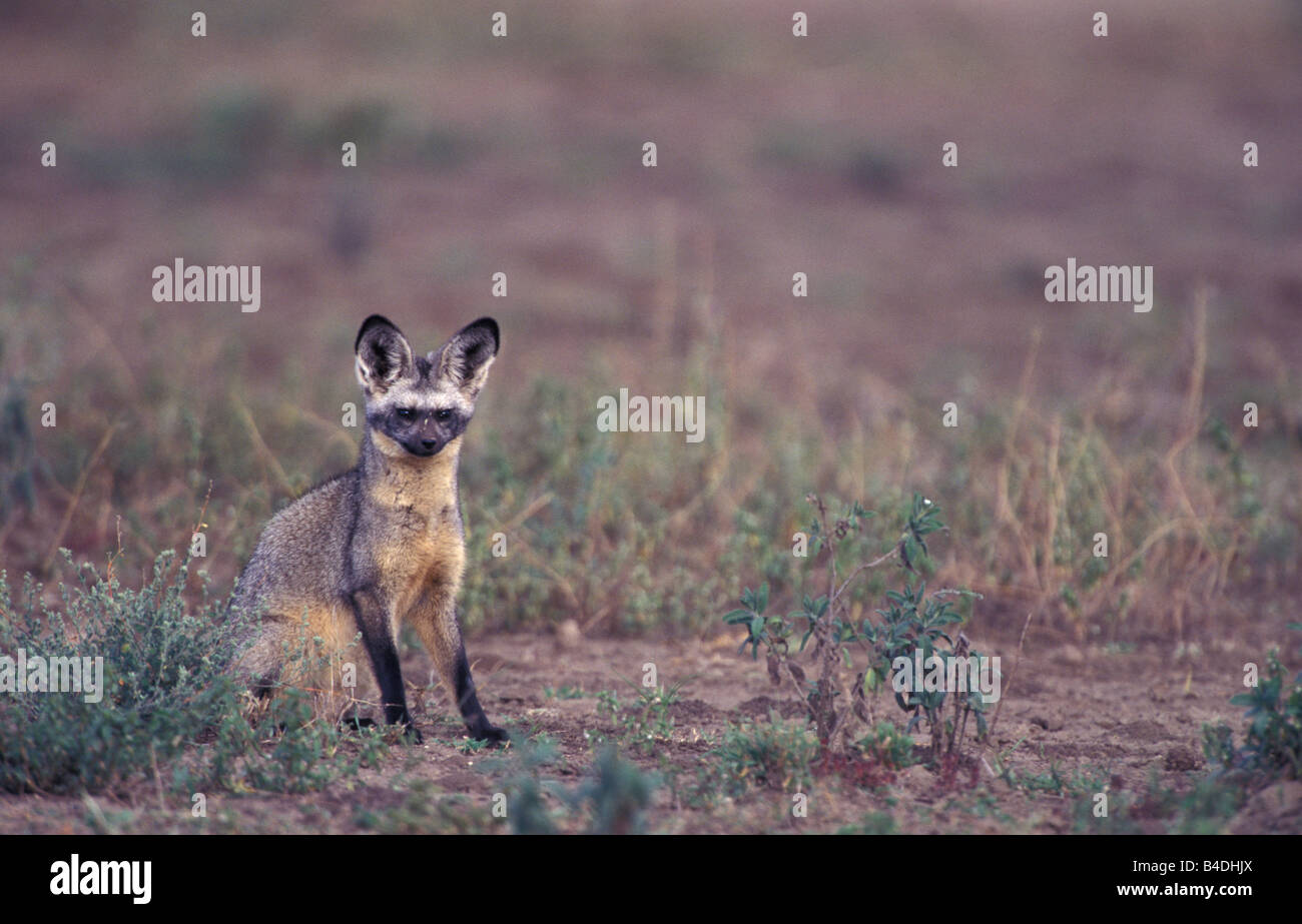 Bat Eared Fox Stock Photo - Alamy