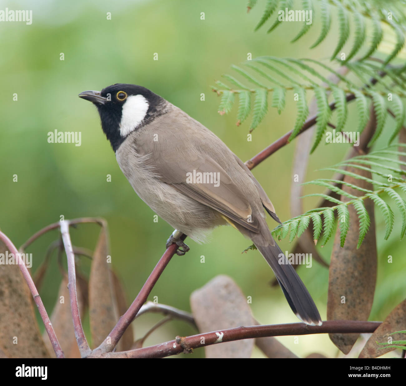 White Cheeked Bulbul Pycnonotus leucogenys Captive Stock Photo - Alamy