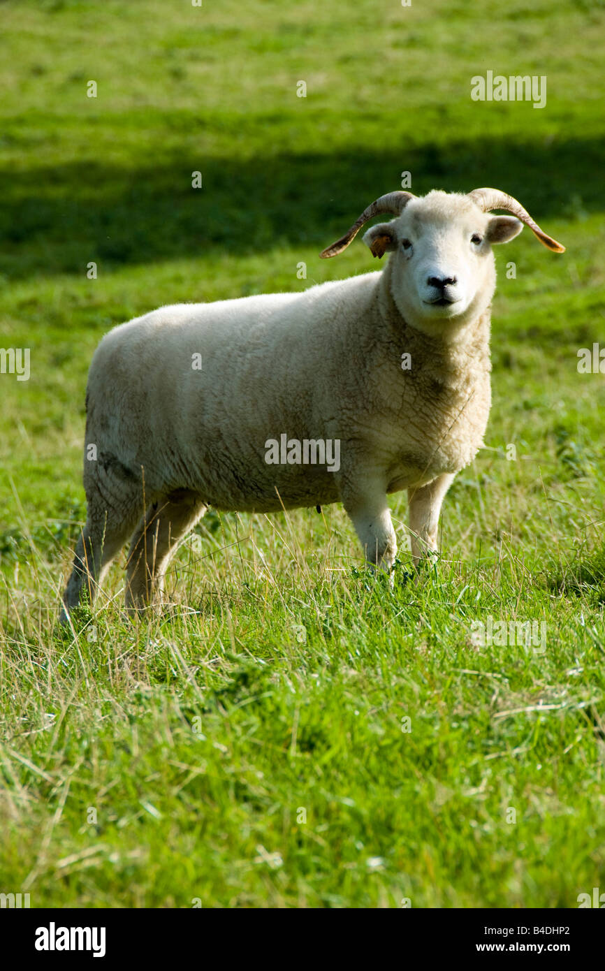 Exmoor horn sheep hi-res stock photography and images - Alamy