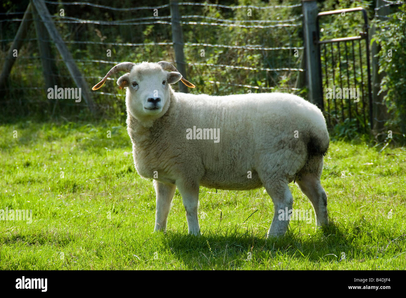 Exmoor Horn Sheep Stock Photo - Alamy