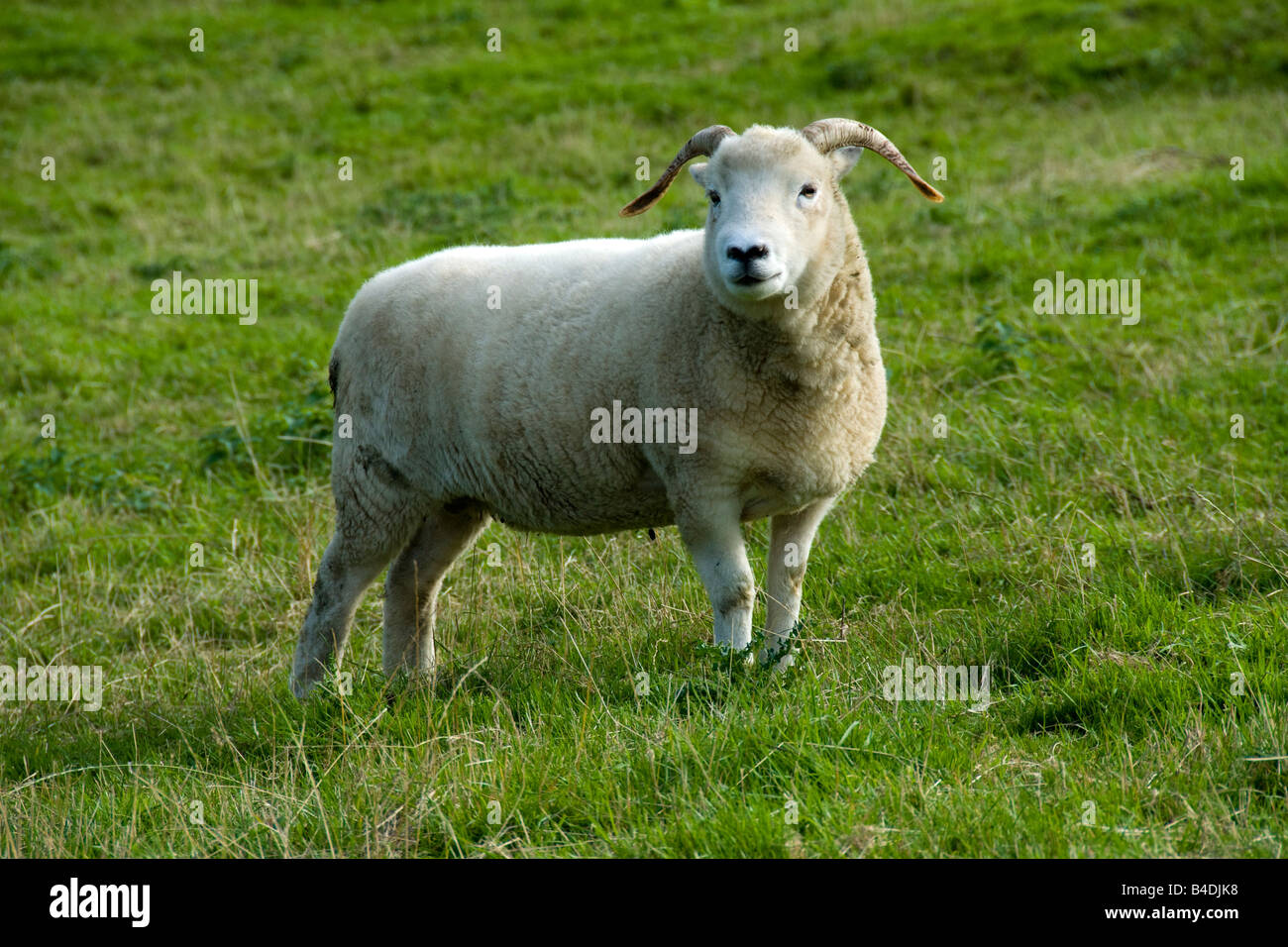 Exmoor Horn Sheep Stock Photo - Alamy