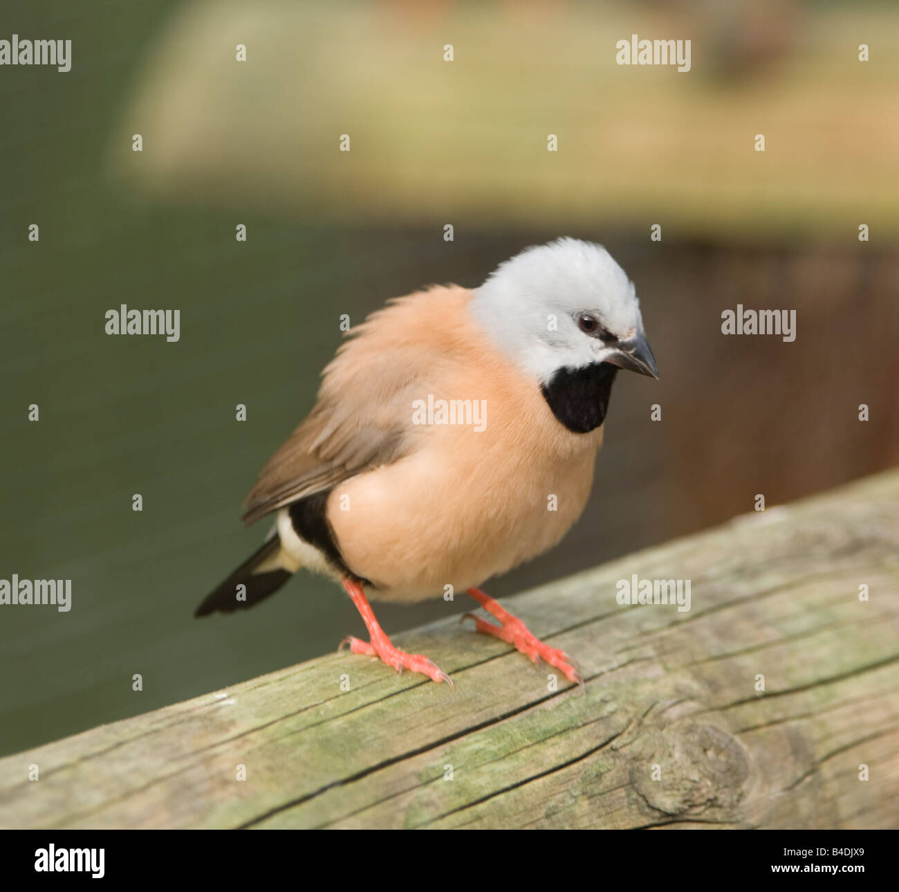 Parson s Finch Poephila cincta Black throated Finch Captive Stock Photo ...
