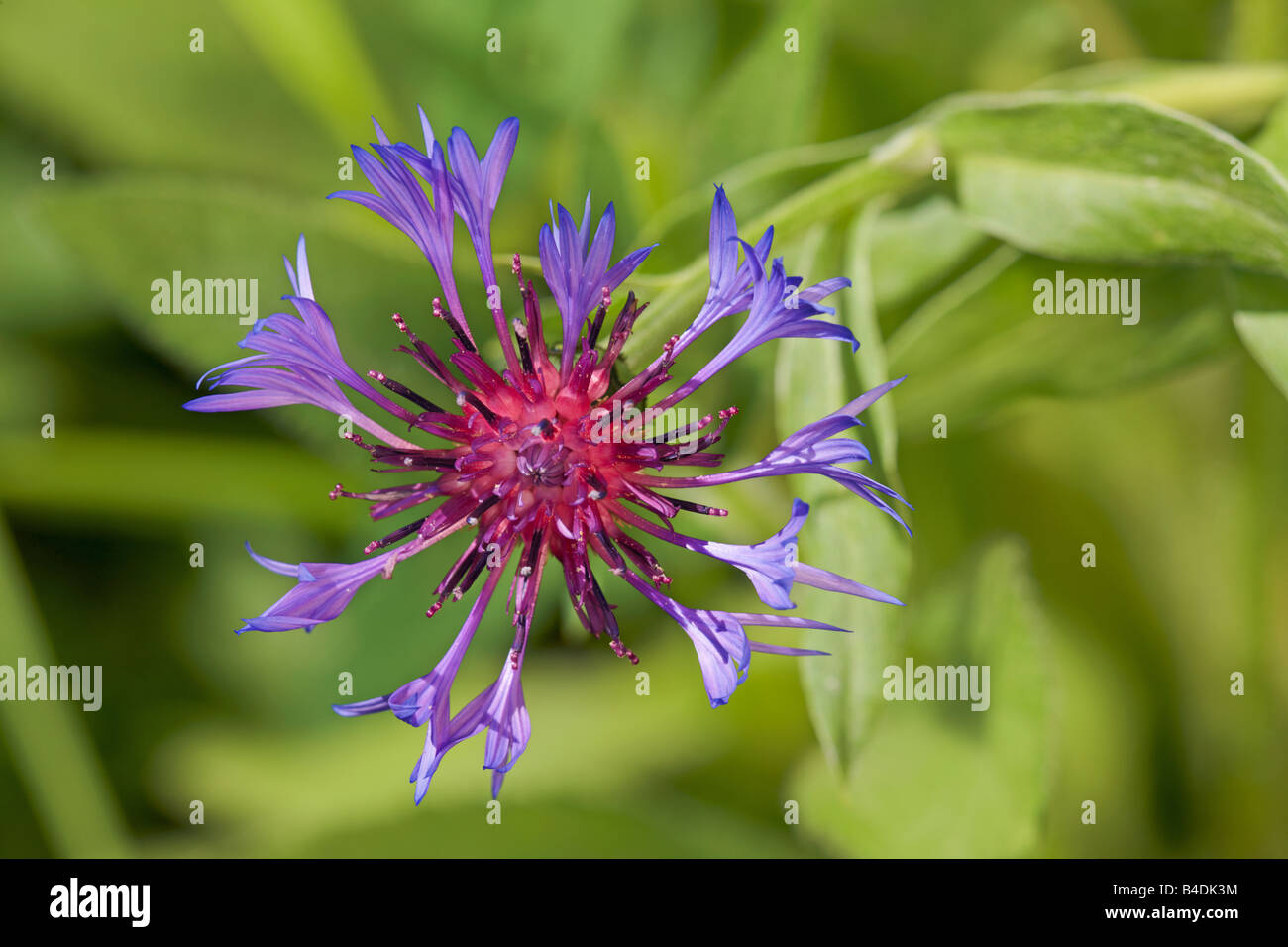 Blue centaurea montana hi-res stock photography and images - Alamy