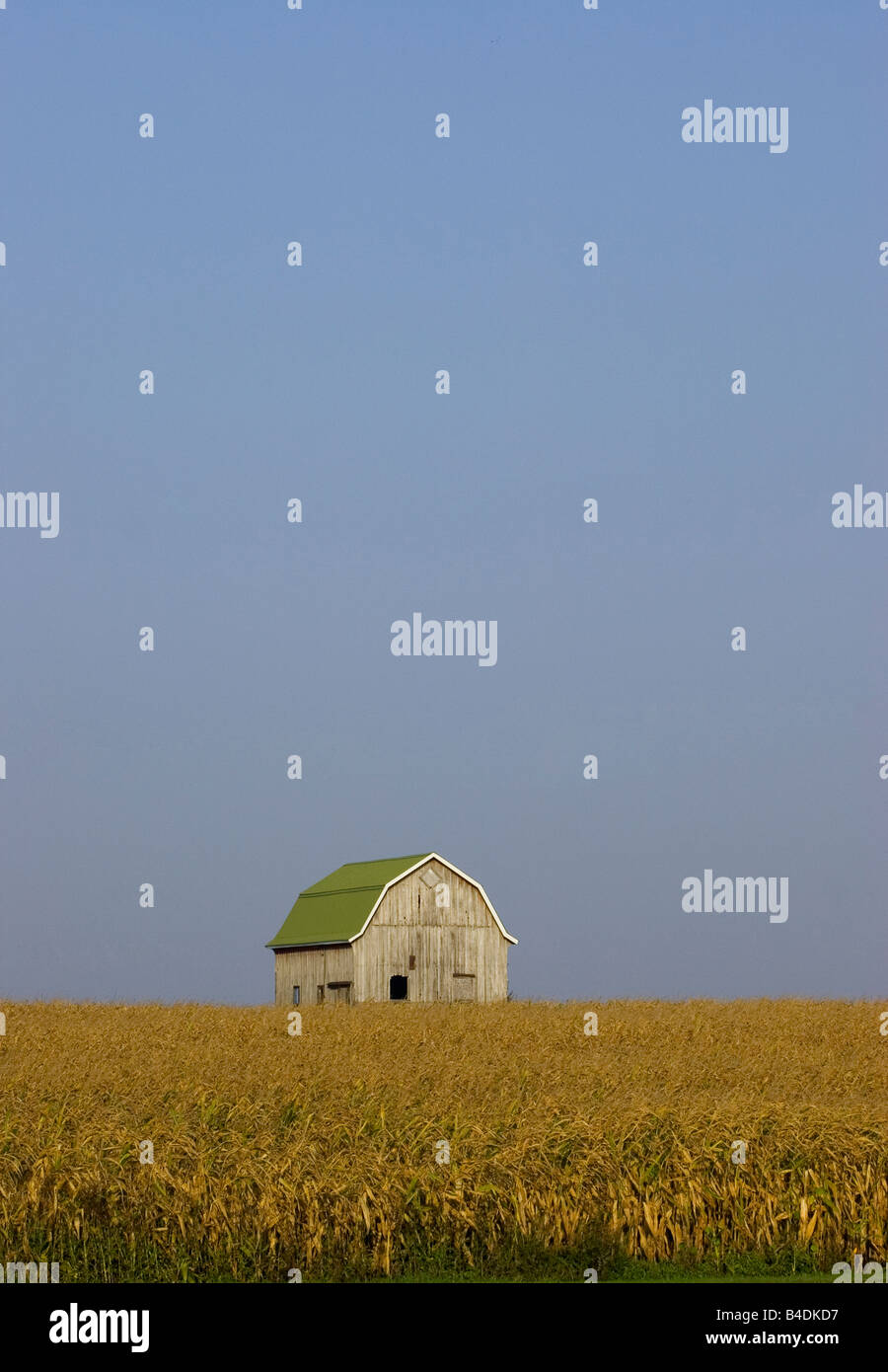 Unpainted barn with green roof on top of hill with corn ready for ...