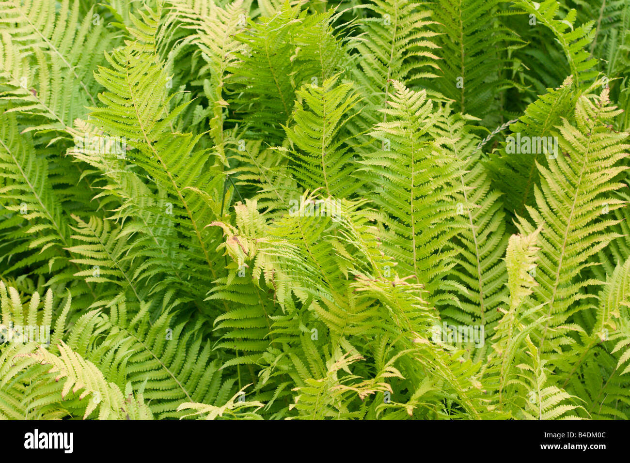 bush of fern Stock Photo - Alamy