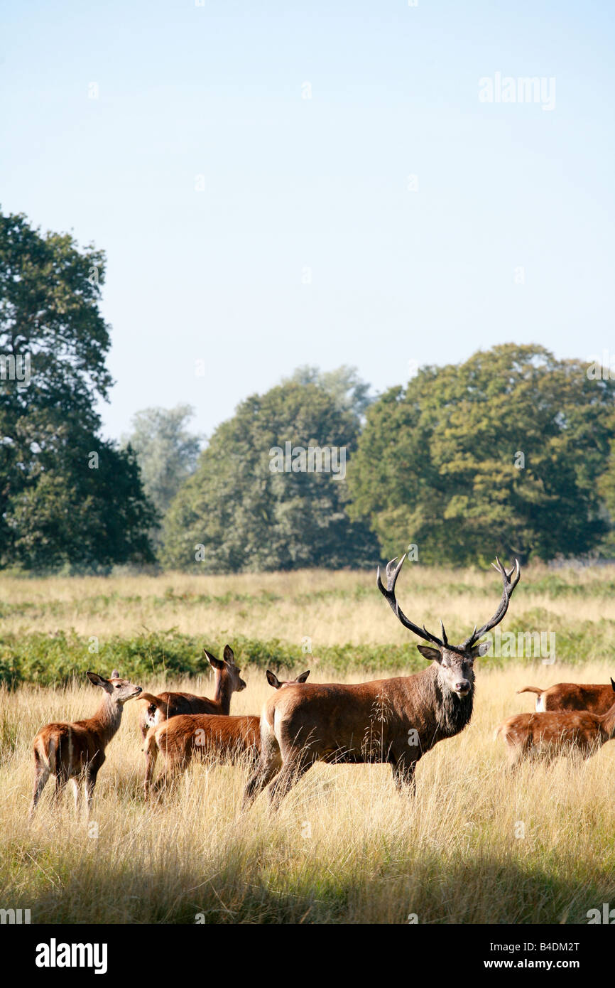 Proud red deer stag lone alpha male stands guard of herd of female ...