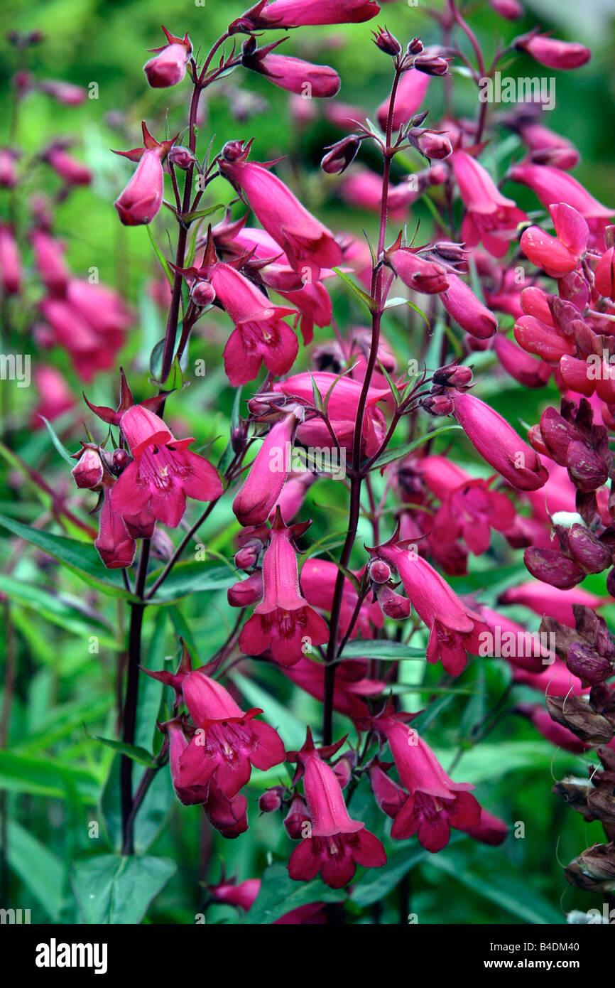 Penstemon july hi-res stock photography and images - Alamy