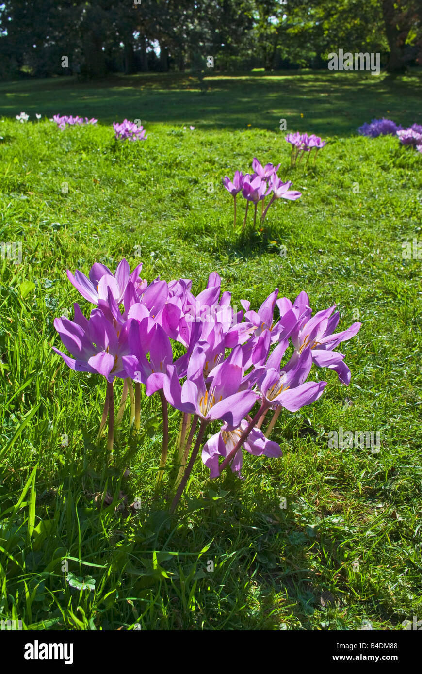 Autumn crocus colchicum autumnale in September Stock Photo - Alamy