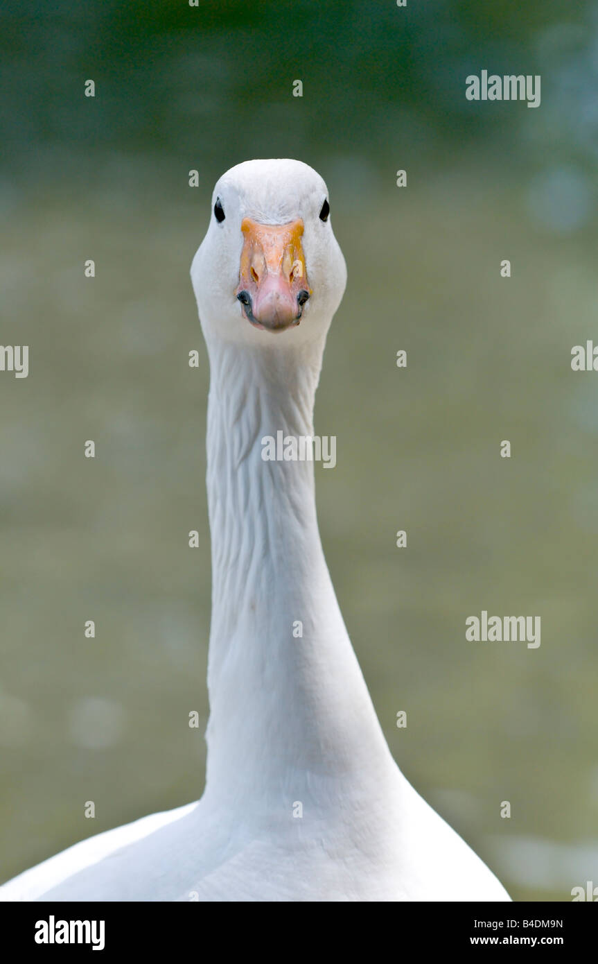 Head on White Snow Goose Portrait Stock Photo - Alamy