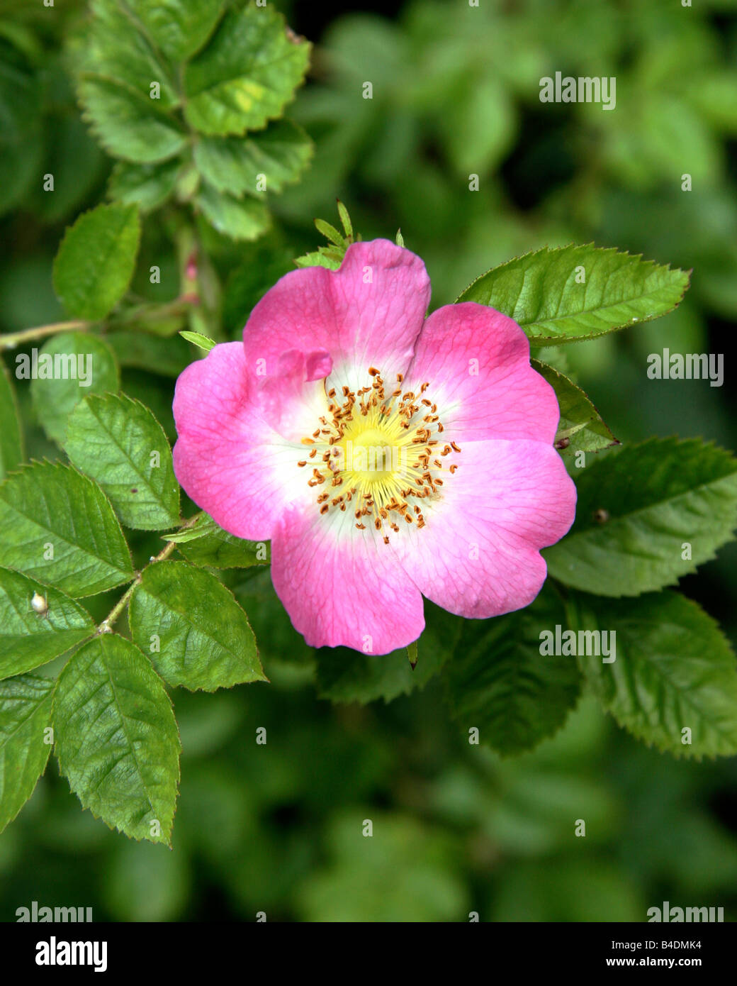 Dog Rose, Rosa canina Stock Photo - Alamy