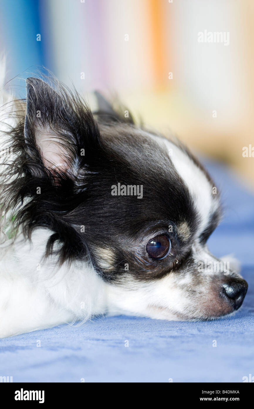 Female Chihuahua head from lateral with typical stop, rounded skull and ...