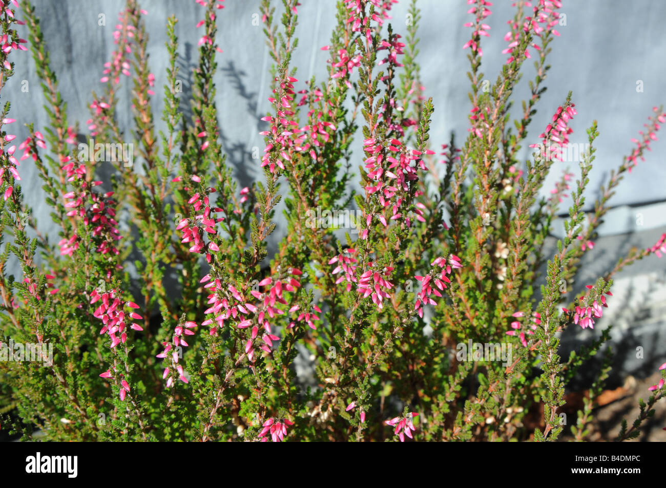 Heather Calluna Vulgaris Aphrodite Stock Photo - Alamy