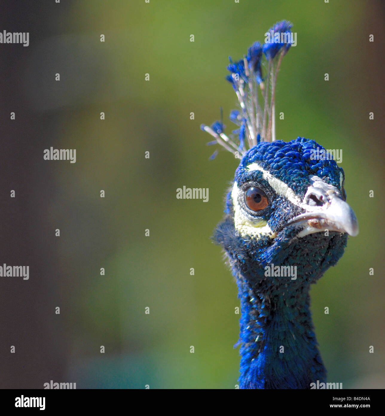 Peacock facing hi-res stock photography and images - Alamy