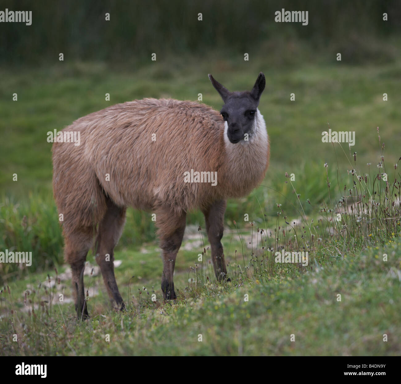 Llama, Andes Mountains, Ecuador Stock Photo - Alamy