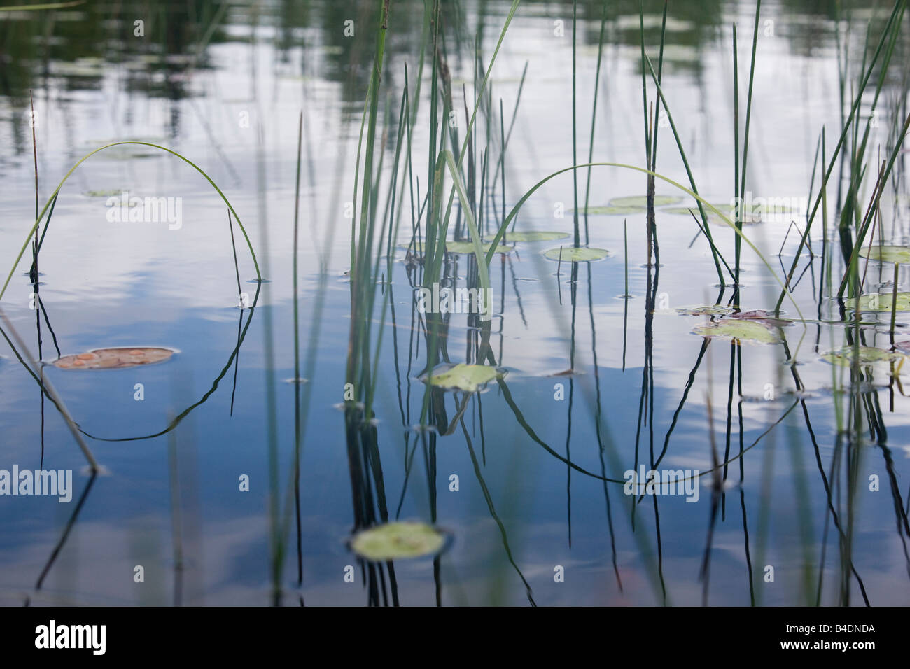 Lake weeds hi-res stock photography and images - Alamy
