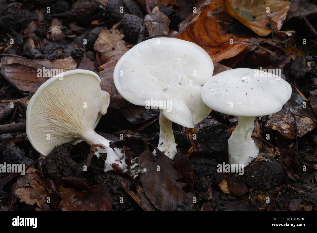 The Miller - Clitopilus prunulus Stock Photo - Alamy