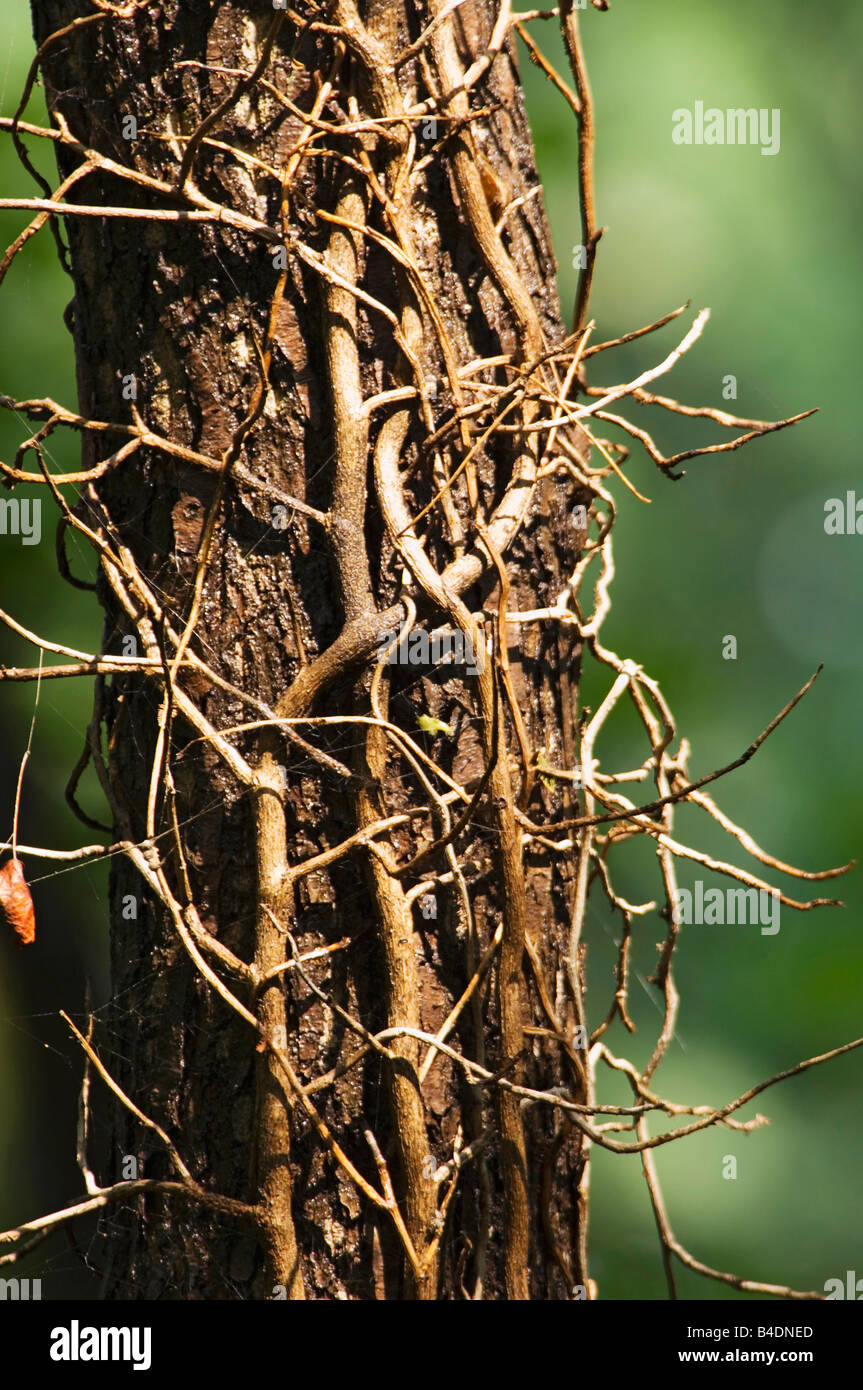 ivy vines on a tree Stock Photo - Alamy