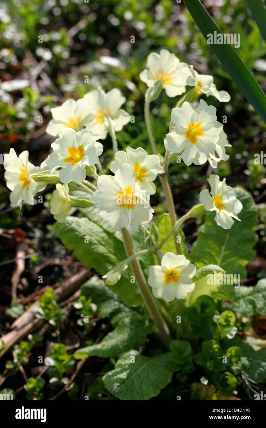 Yellow primroses (primula vulgaris Stock Photo - Alamy
