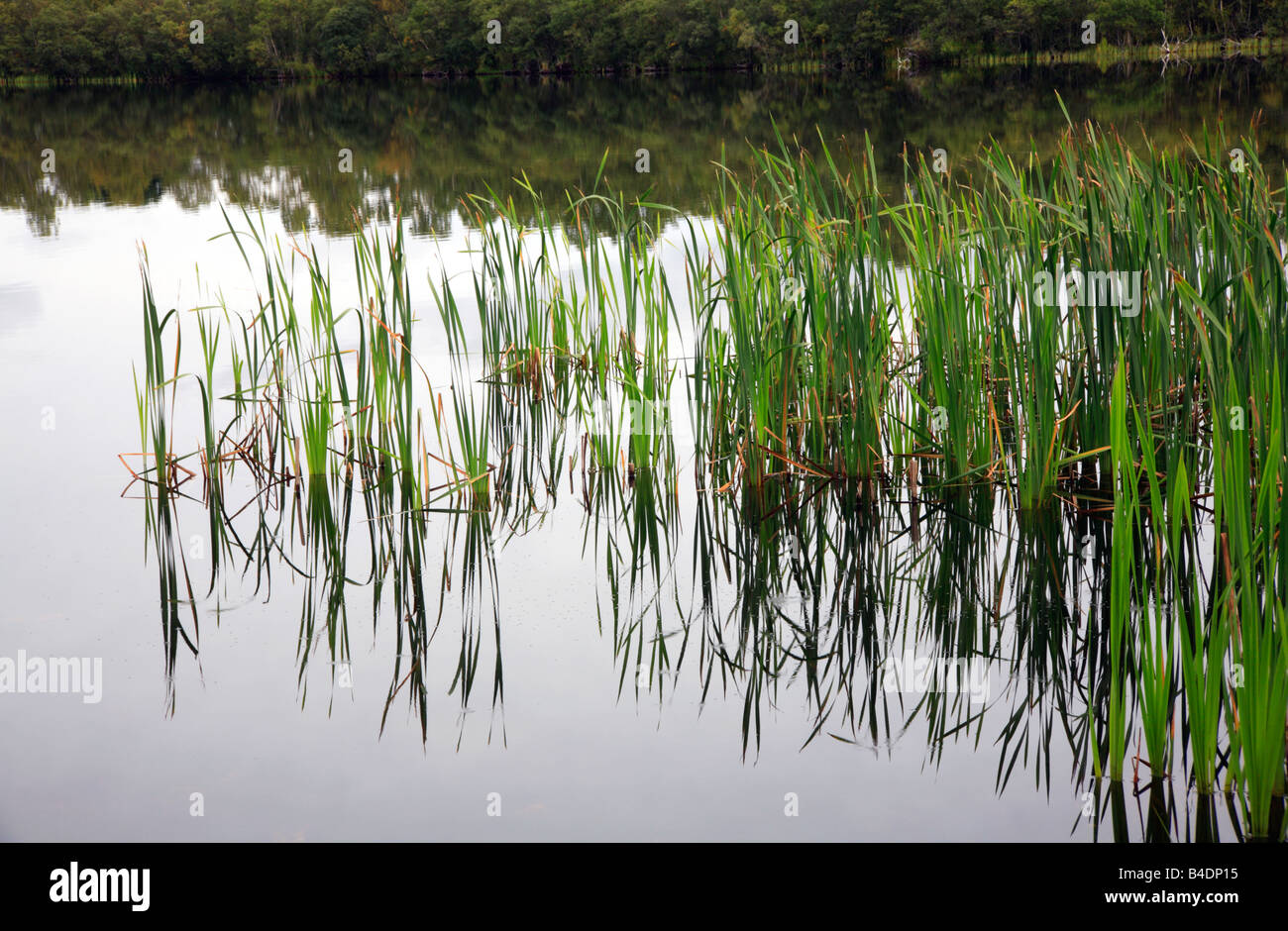 Reeds and reflections in Scottish Loch Stock Photo - Alamy