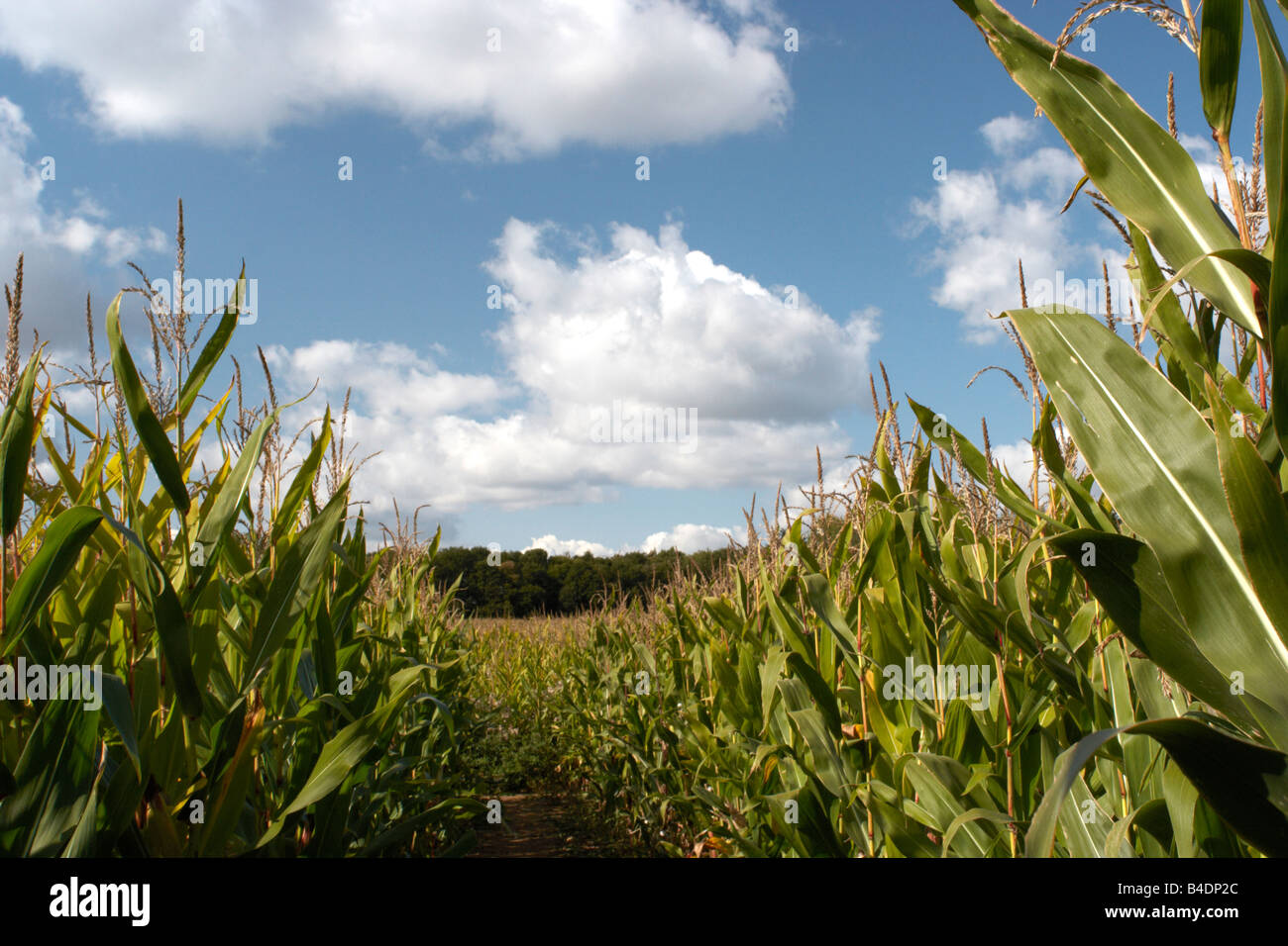 sweet corn field Stock Photo - Alamy
