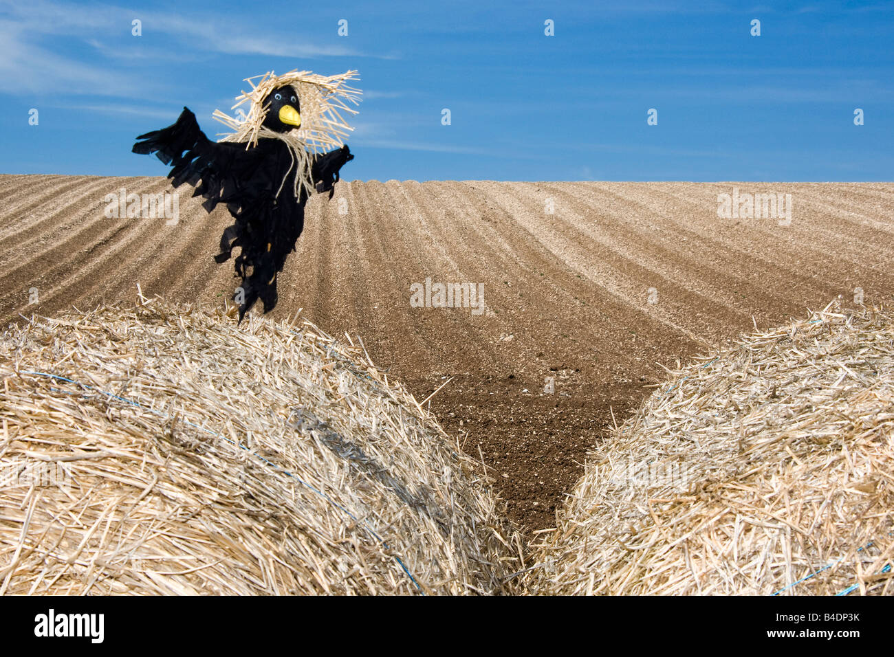 Scarecrow in a field Stock Photo - Alamy