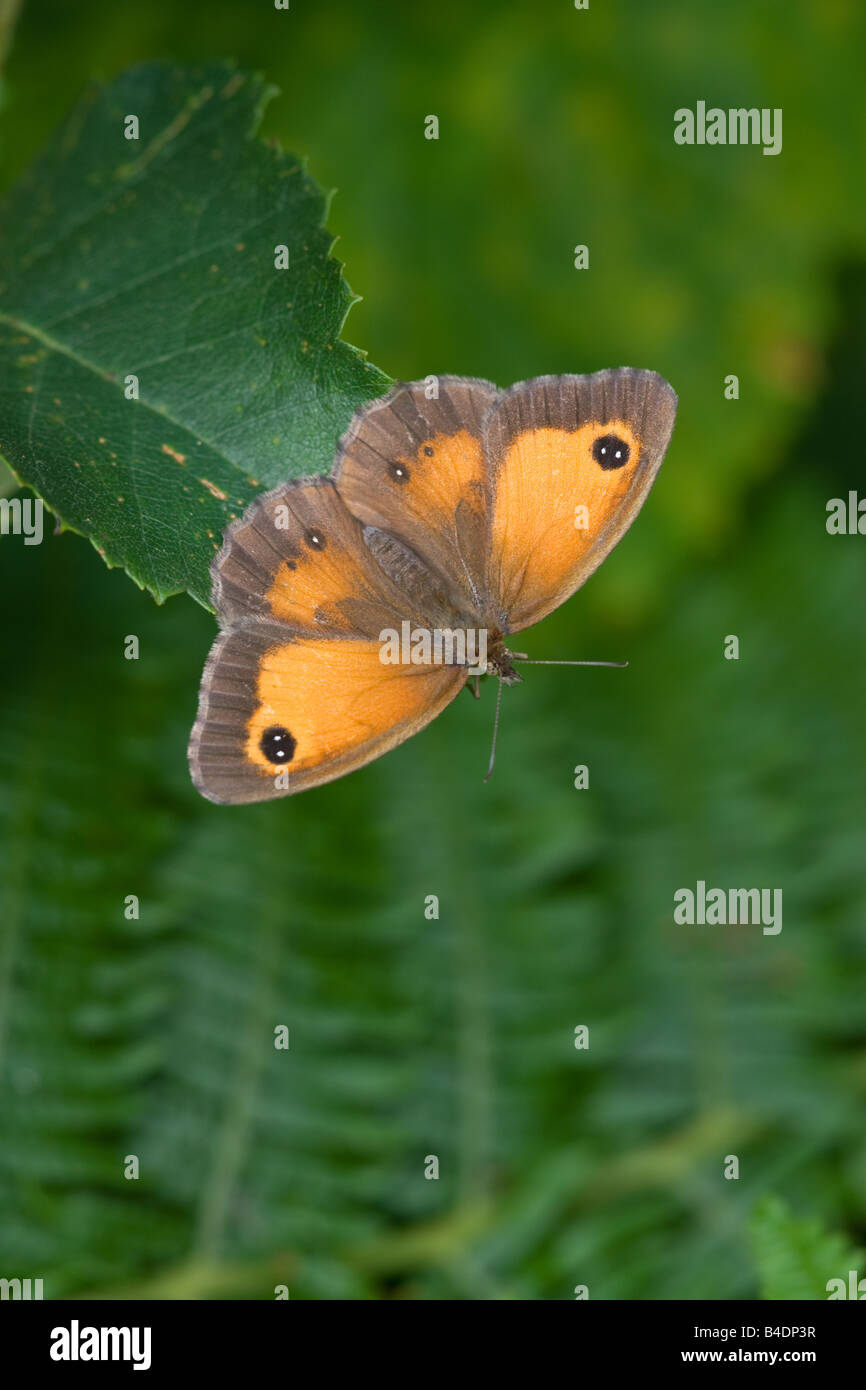Female gatekeeper hi-res stock photography and images - Alamy