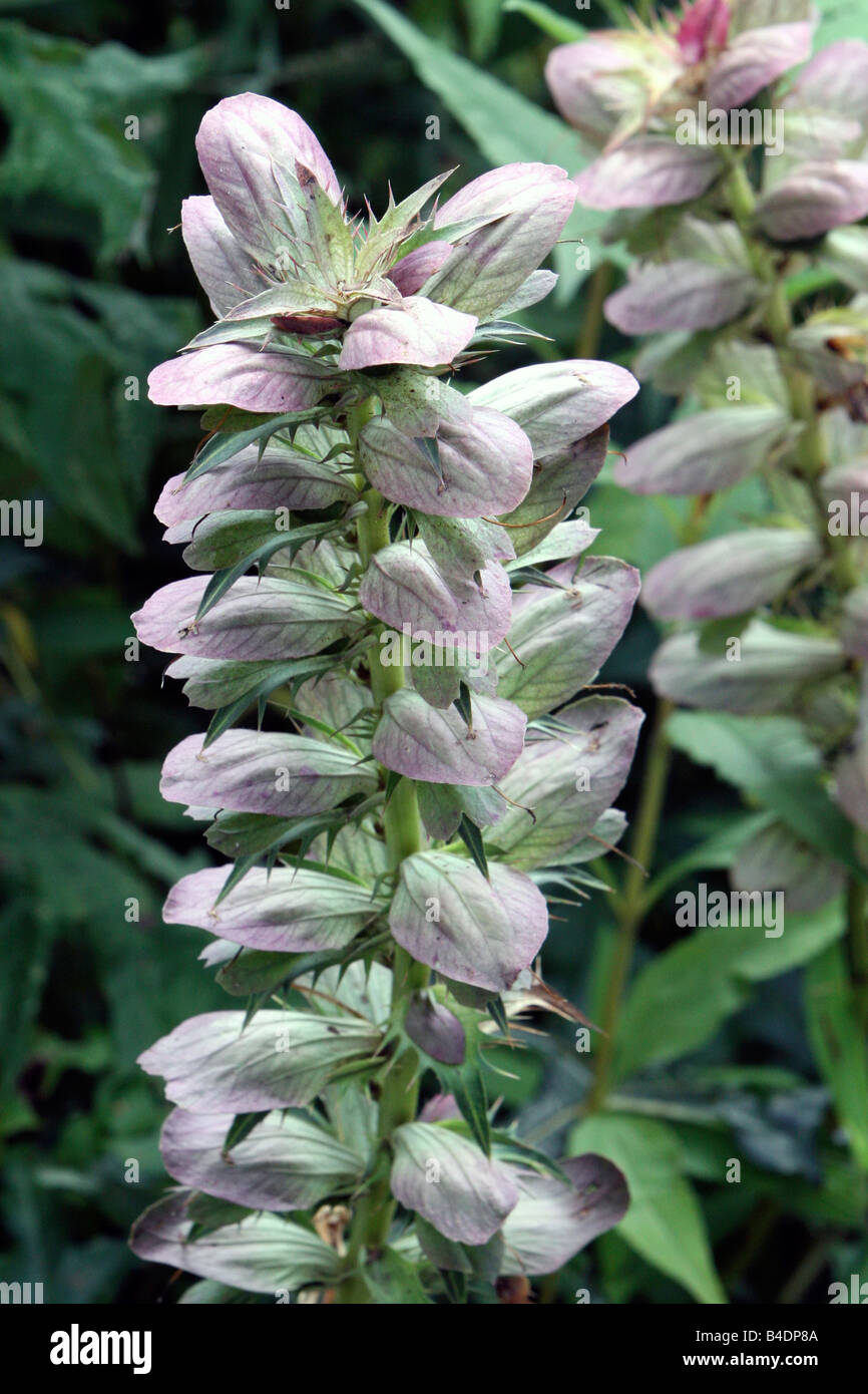 Acanthaceae hi-res stock photography and images - Alamy