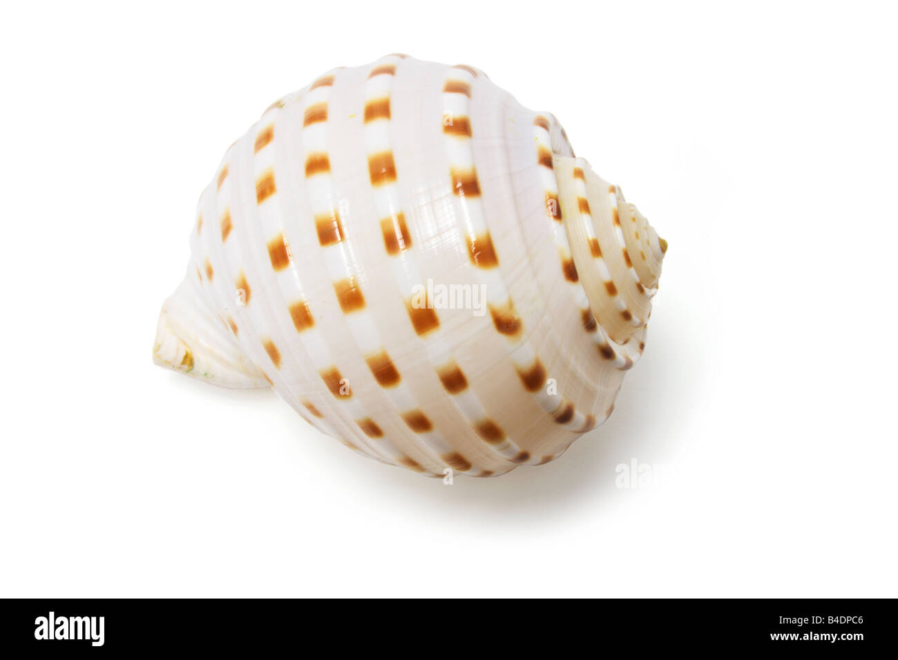 White shell hi-res stock photography and images - Alamy