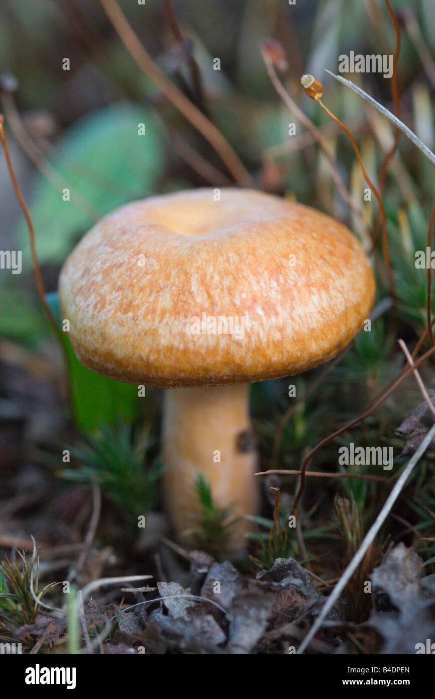 Saffron milk cap mushroom hi-res stock photography and images - Alamy