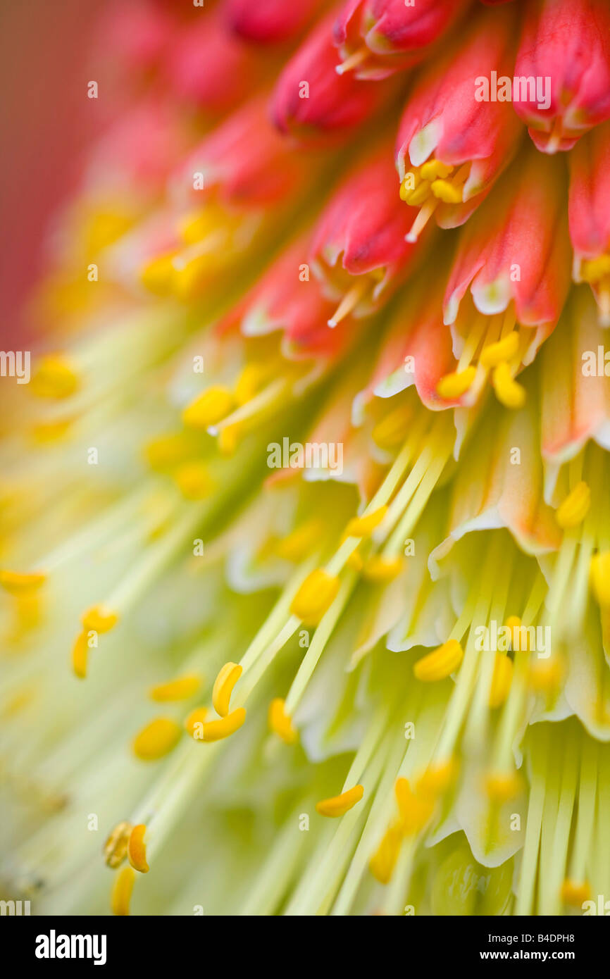 Close up of flower stamen Stock Photo - Alamy
