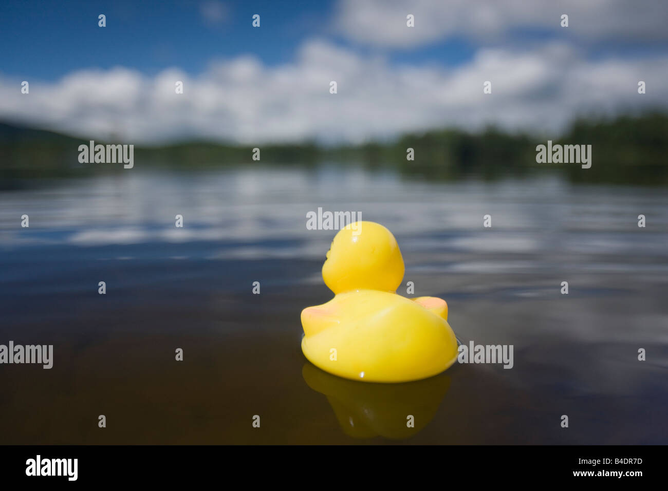 Toy duck in a lake Stock Photo - Alamy