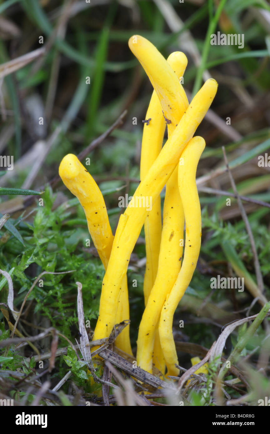 Yellow club fungus hi-res stock photography and images - Alamy