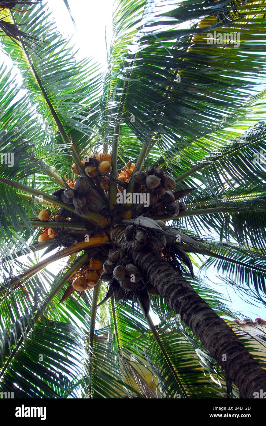 Havana Cuba coconut tree Stock Photo - Alamy