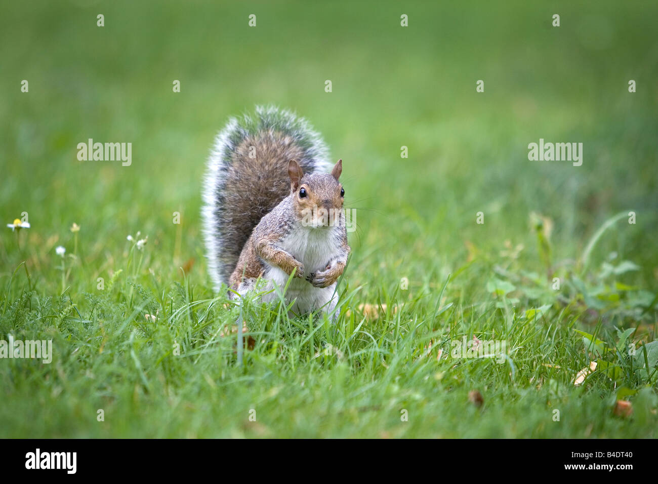 Field squirrel hi-res stock photography and images - Alamy
