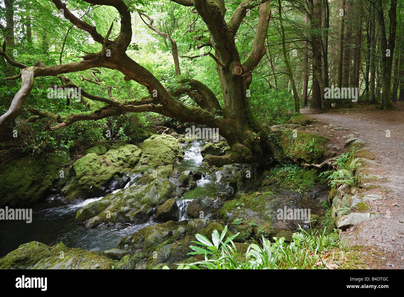 Old oak tree beside the Shimna River, Tollymore Forest Park, Mourne ...