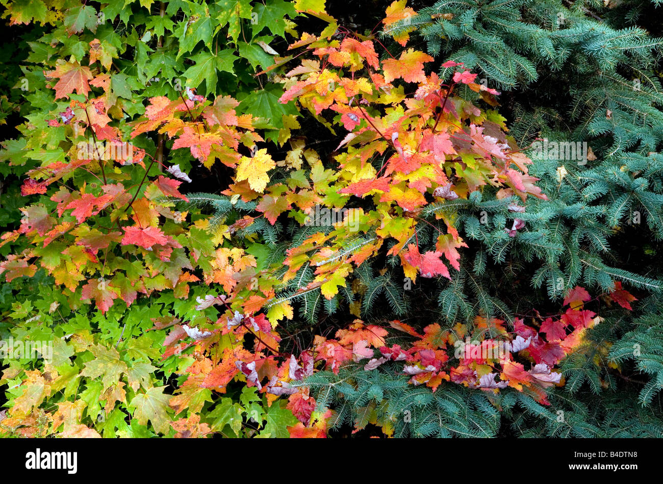 Algonquin park photographs hi-res stock photography and images - Alamy