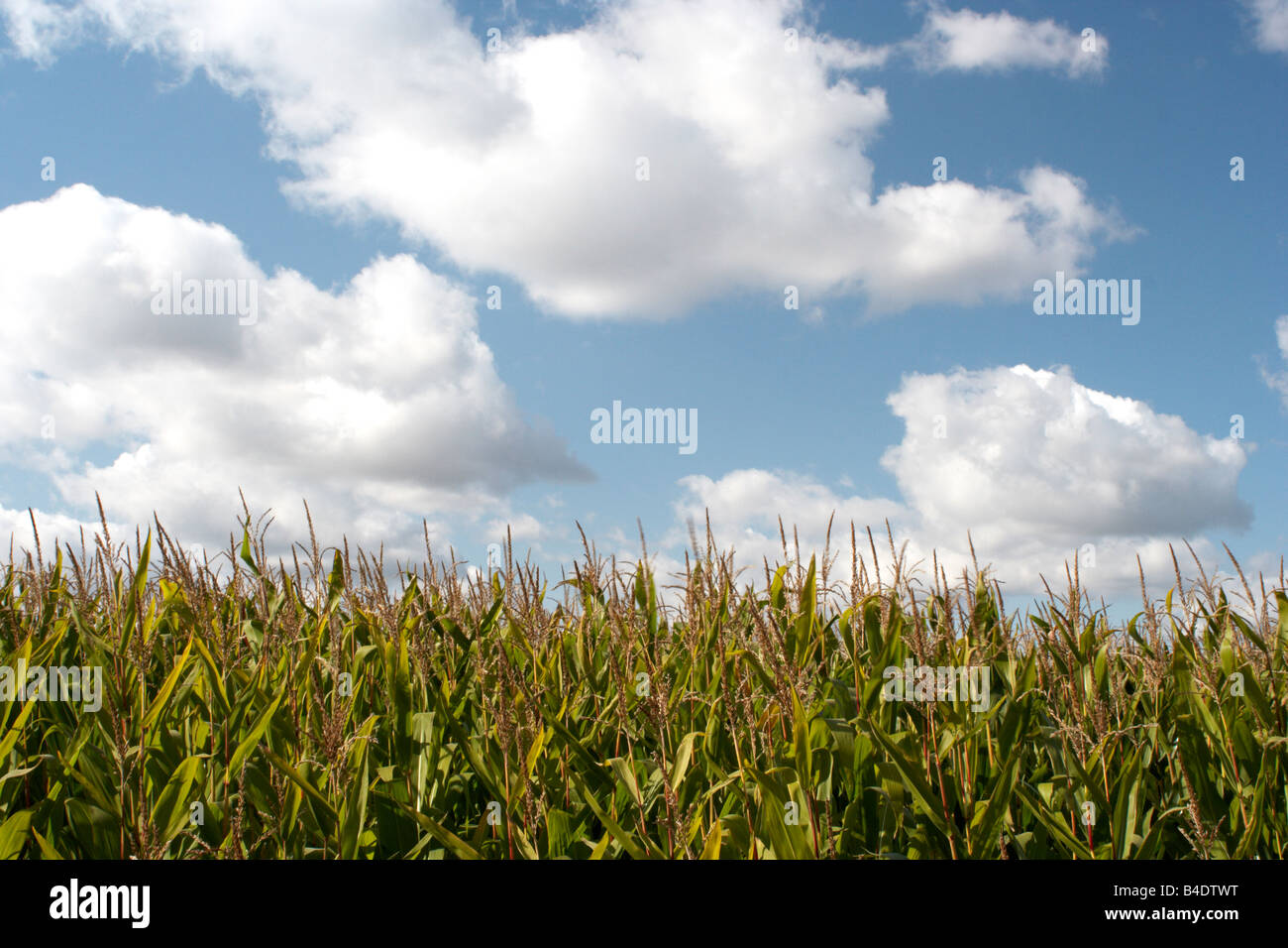 sweet corn field Stock Photo - Alamy