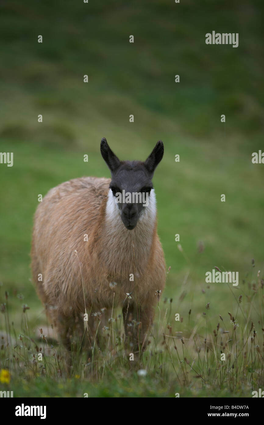 Llama, Andes Mountains, Ecuador Stock Photo - Alamy