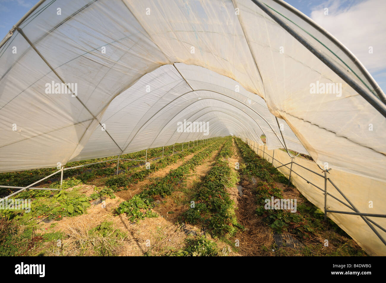 Polly tunnel hi-res stock photography and images - Alamy