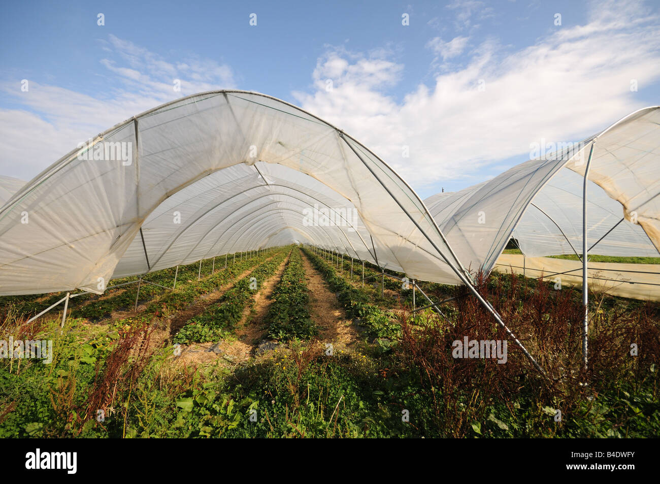 Polly tunnel hi-res stock photography and images - Alamy
