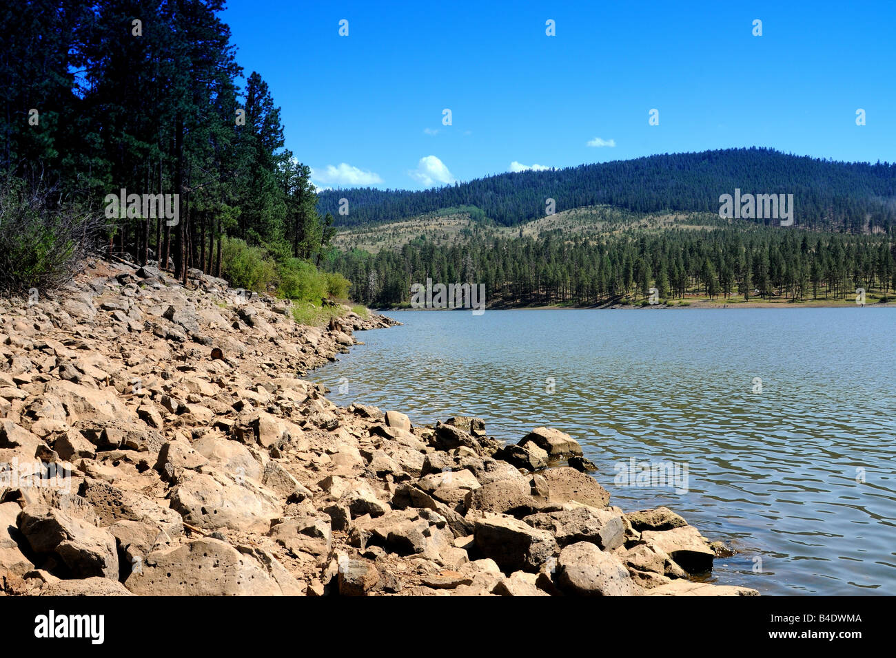 Pure pine forest hi-res stock photography and images - Alamy