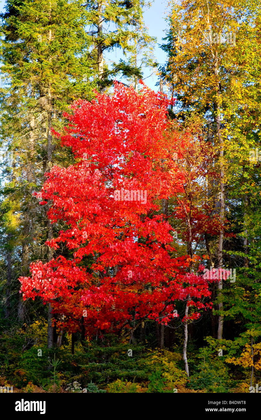 Wetlands in algonquin provincial park hi-res stock photography and ...