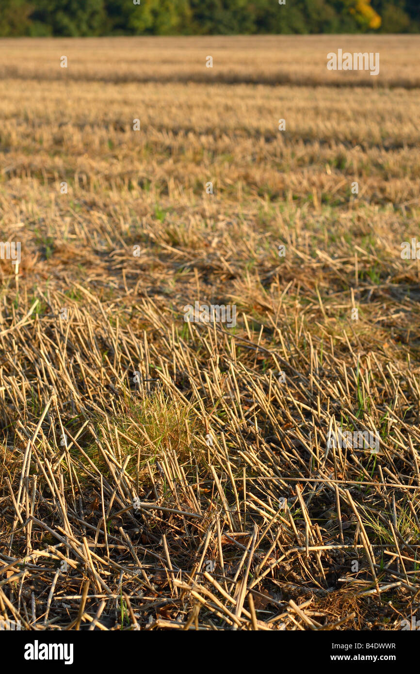 Corn stubble field after the wheat harvest in the evening sun Stock ...