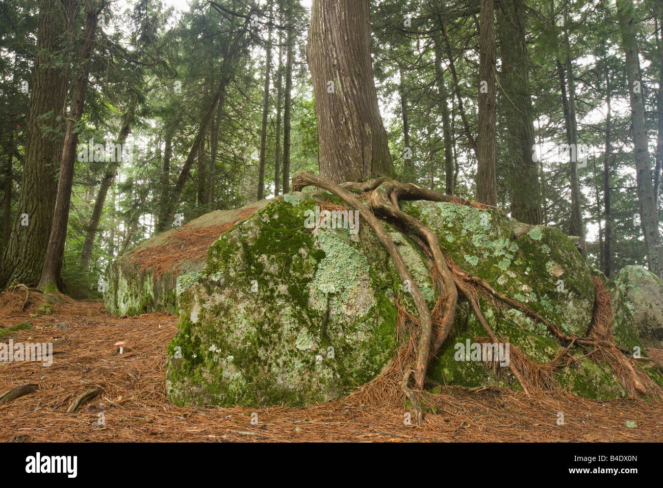 Rocks and tree roots in the woods Stock Photo - Alamy
