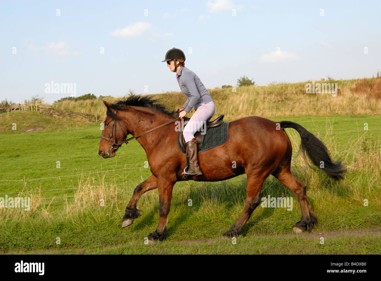 Cob horse hi-res stock photography and images - Alamy