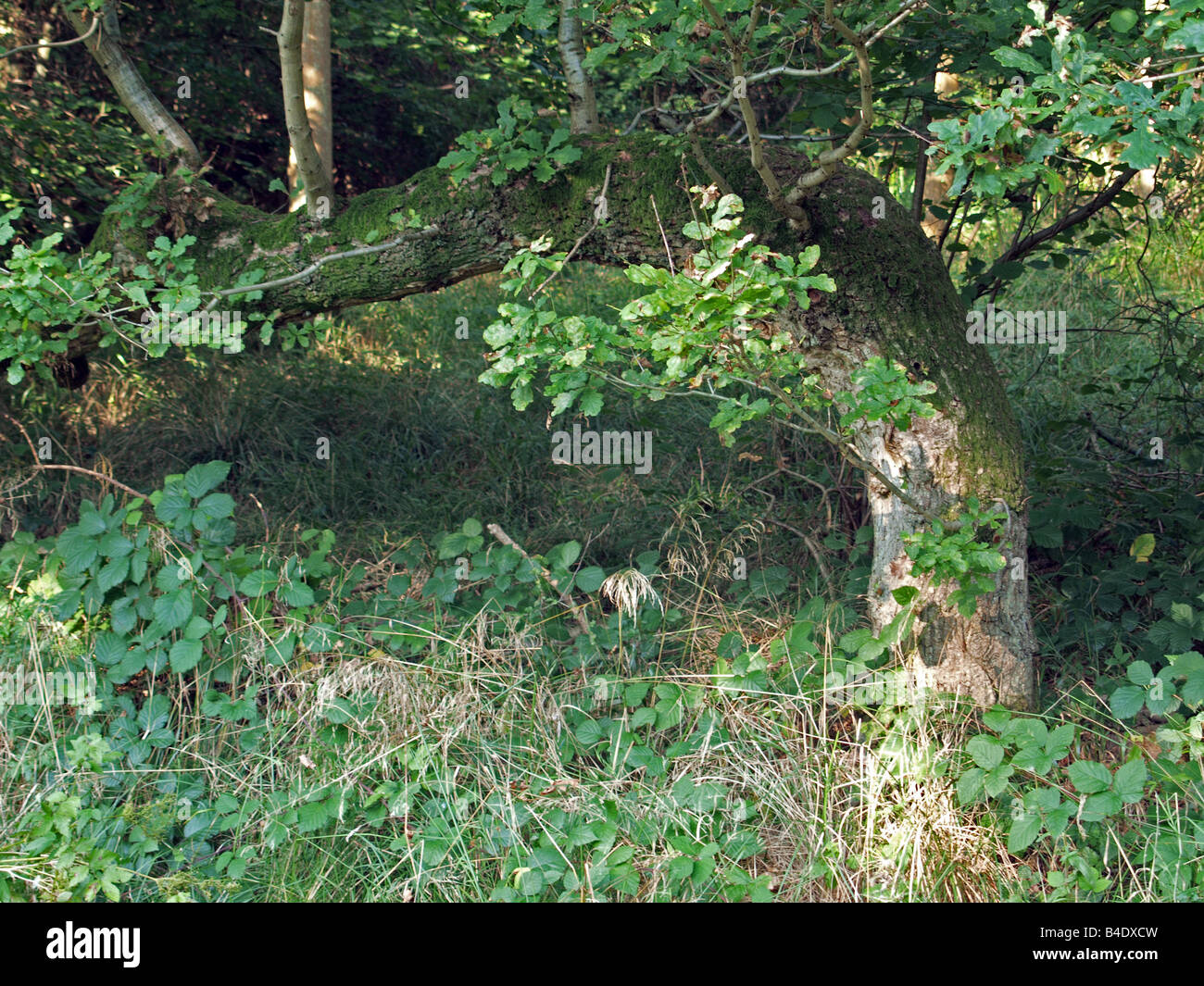 Bent tree in a woodland Stock Photo - Alamy